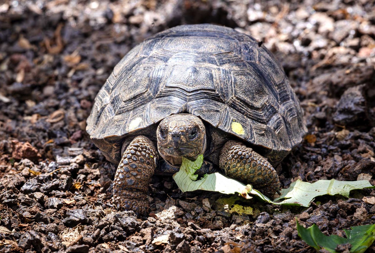 Oliver | Galápagos Conservancy