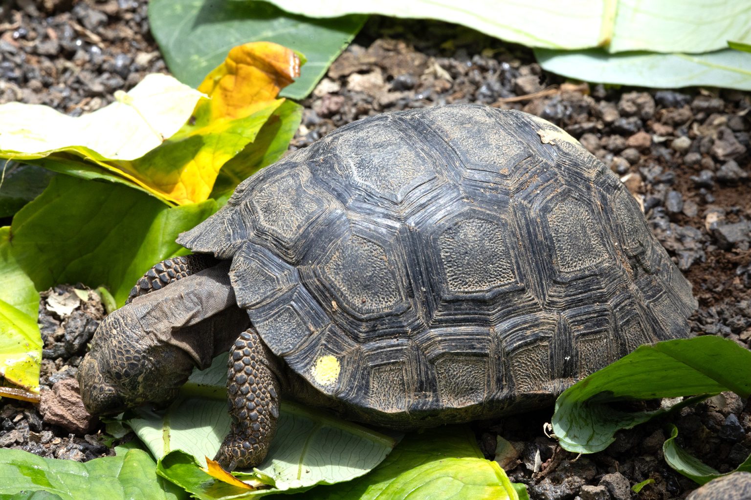 Santiago Giant Tortoise #4 | Galápagos Conservancy