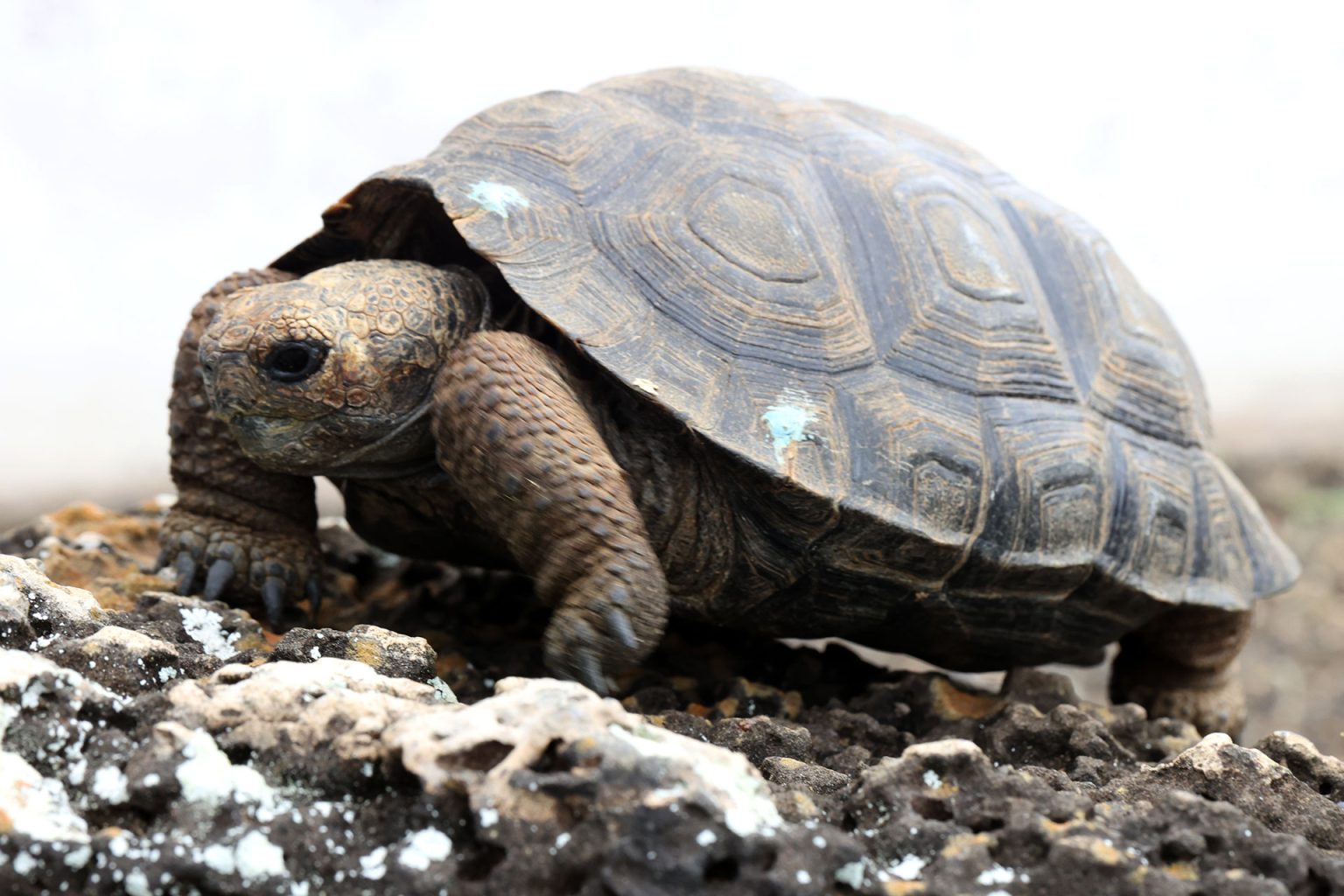 Speedy | Galápagos Conservancy