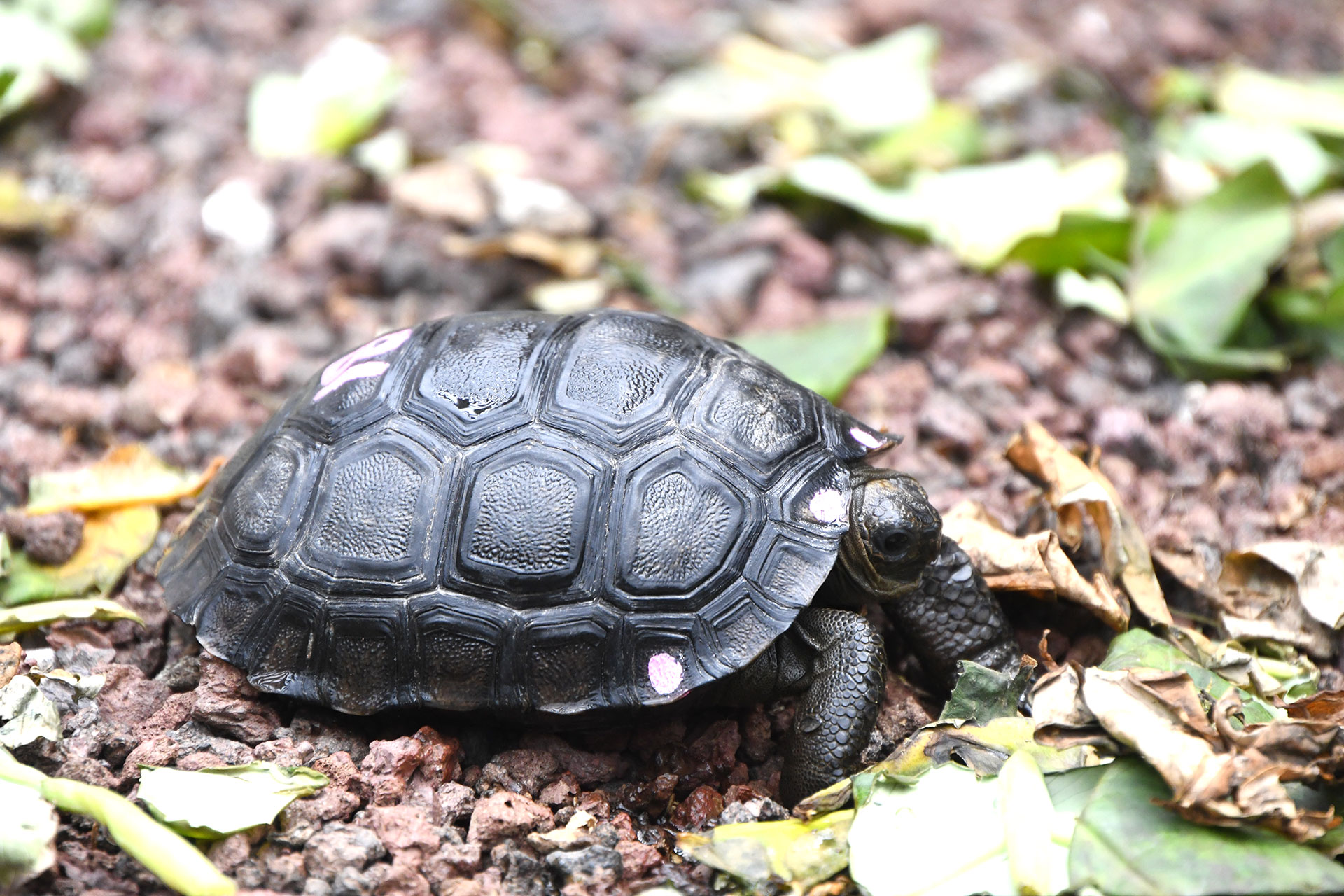 About the Breeding Centers | Galápagos Conservancy