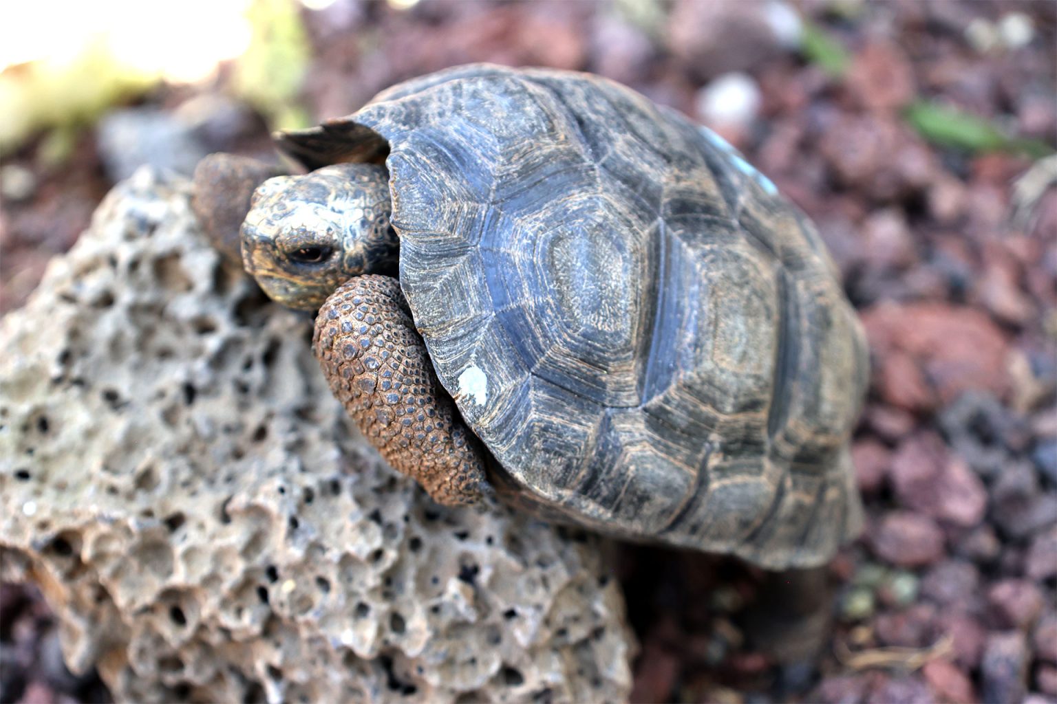Española Giant Tortoise #64 | Galápagos Conservancy